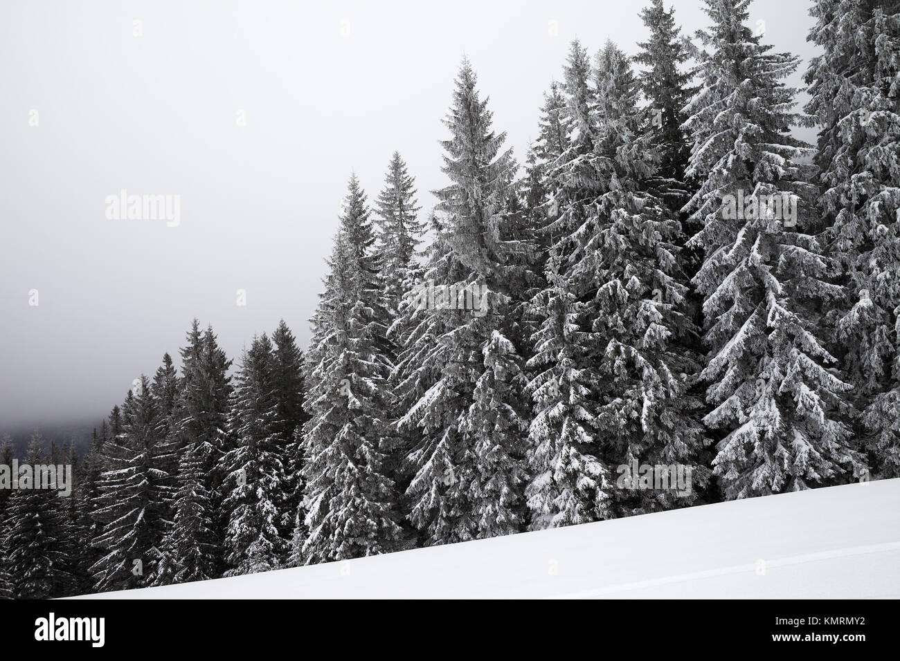 Frozen snow-covered spruce forest in fog and snowy slope at winter ...