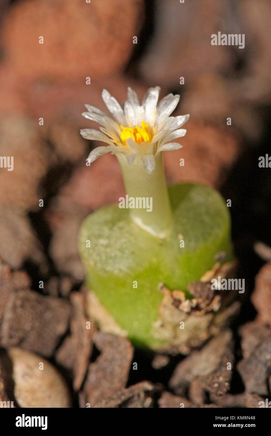 Conophytum South Africa High Resolution Stock Photography and Images ...
