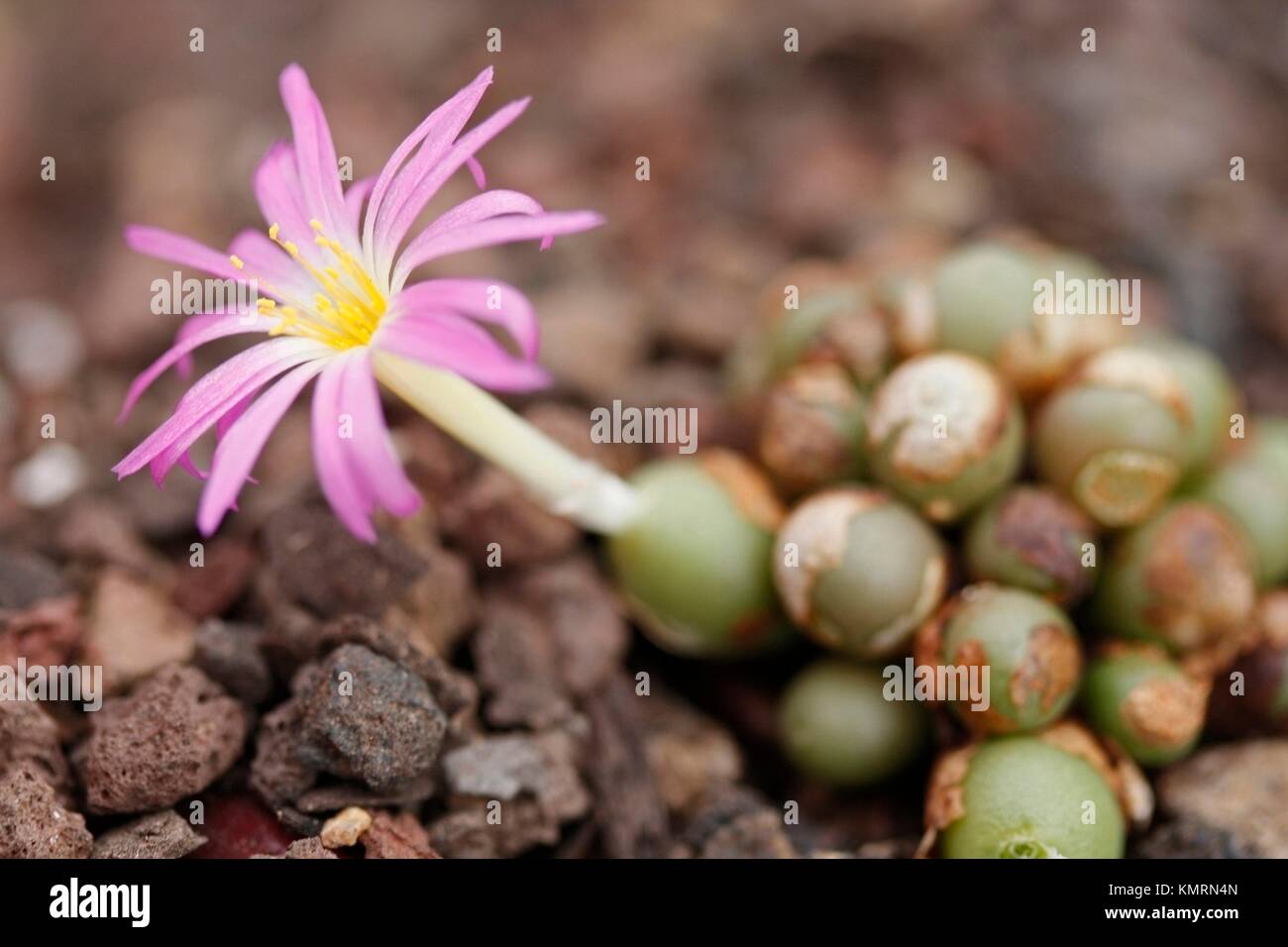 Conophytum south africa hi-res stock photography and images - Alamy