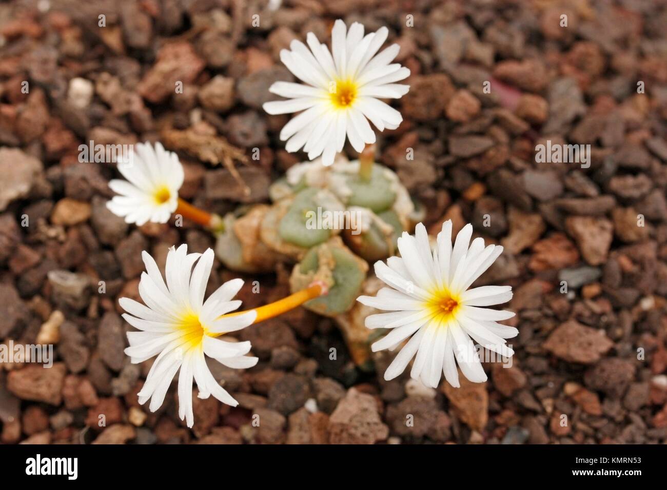 Conophytum South Africa High Resolution Stock Photography and Images ...