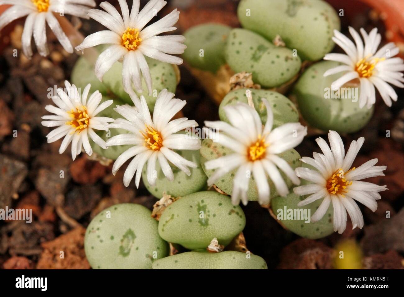 Conophytum Fraternum High Resolution Stock Photography and Images - Alamy
