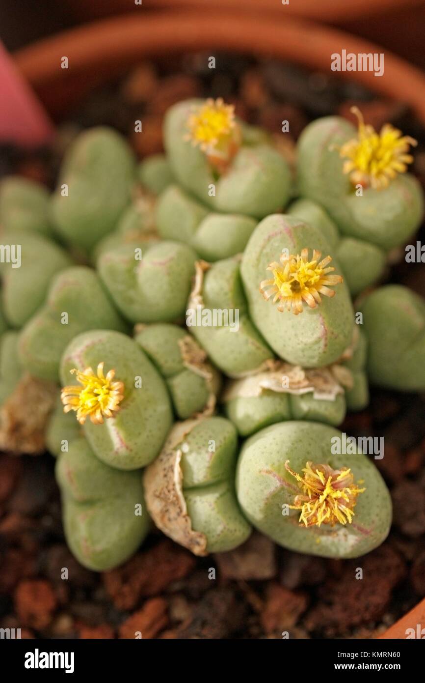 Conophytum South Africa High Resolution Stock Photography and Images - Alamy