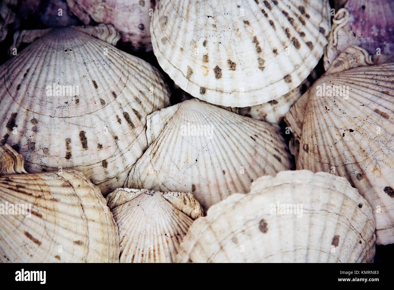 Deep sea scallop hi-res stock photography and images - Alamy