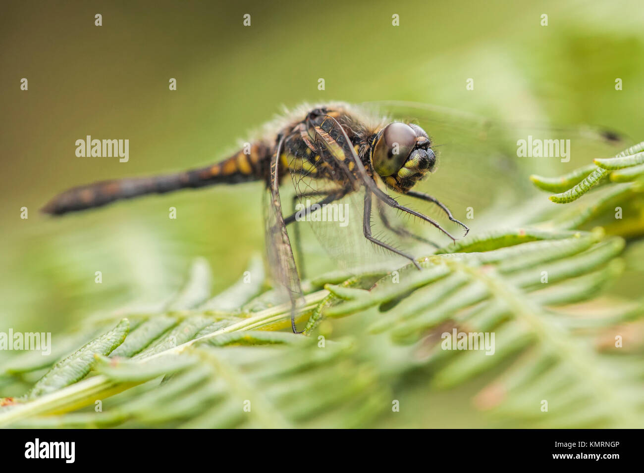 Black Darter dragonfly (Sympetrum danae) perched on bracken fern ...
