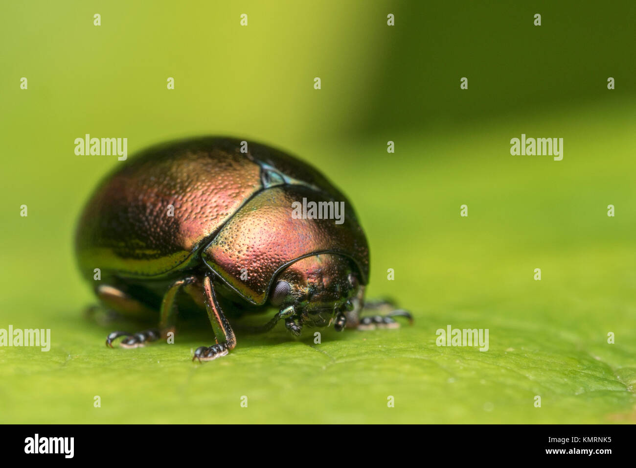 Leaf beetle (Chrysolina varians) resting on a Rhodendron leaf in ...