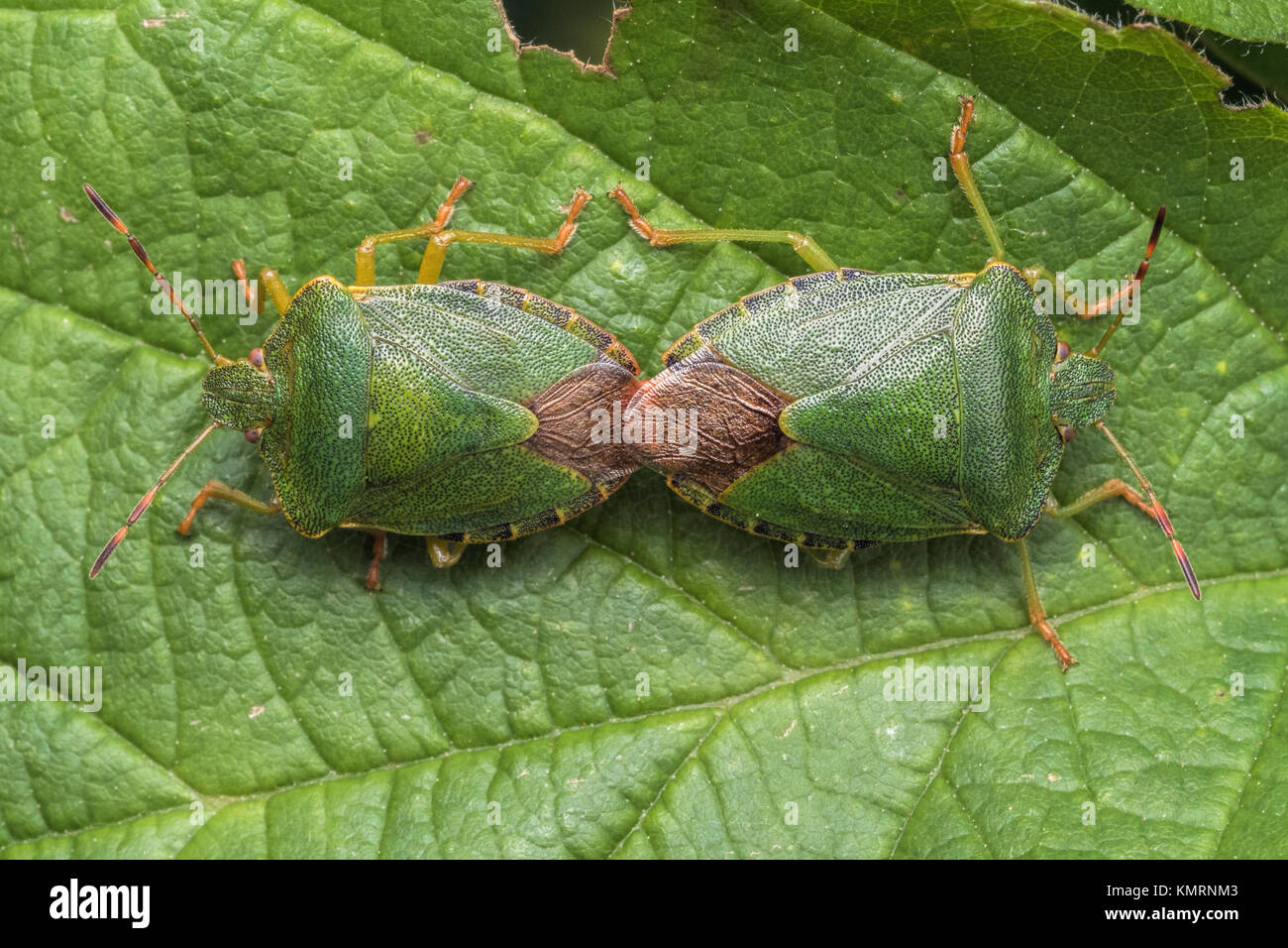 Shieldbugs High Resolution Stock Photography and Images - Alamy