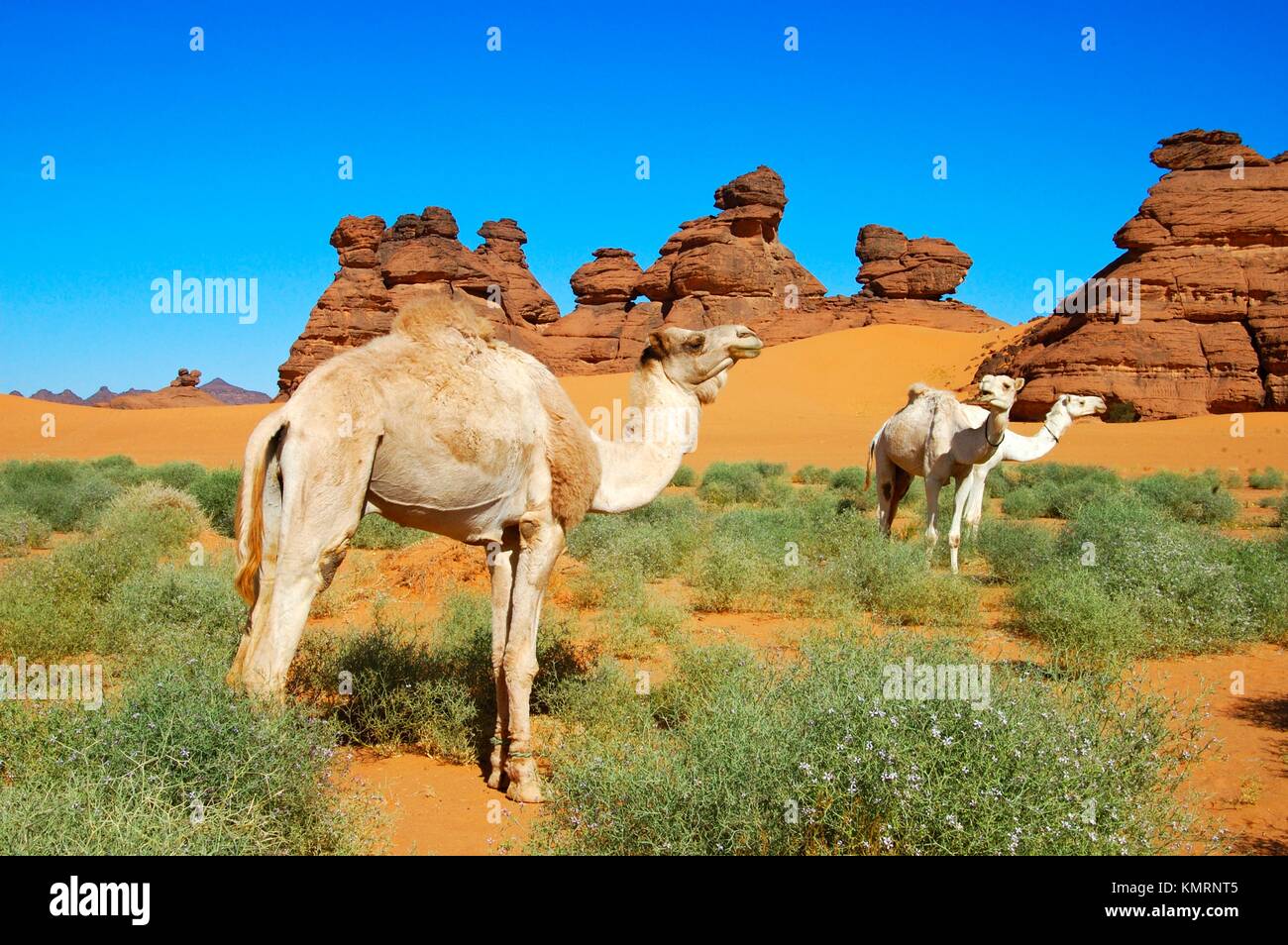 Tuareg sahara desert libya hi-res stock photography and images - Alamy