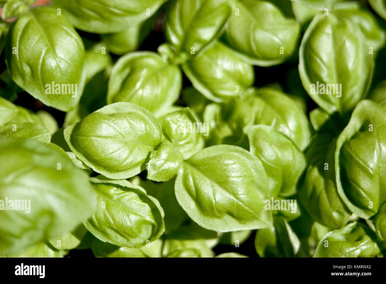 Italian large leaf hi-res stock photography and images - Alamy