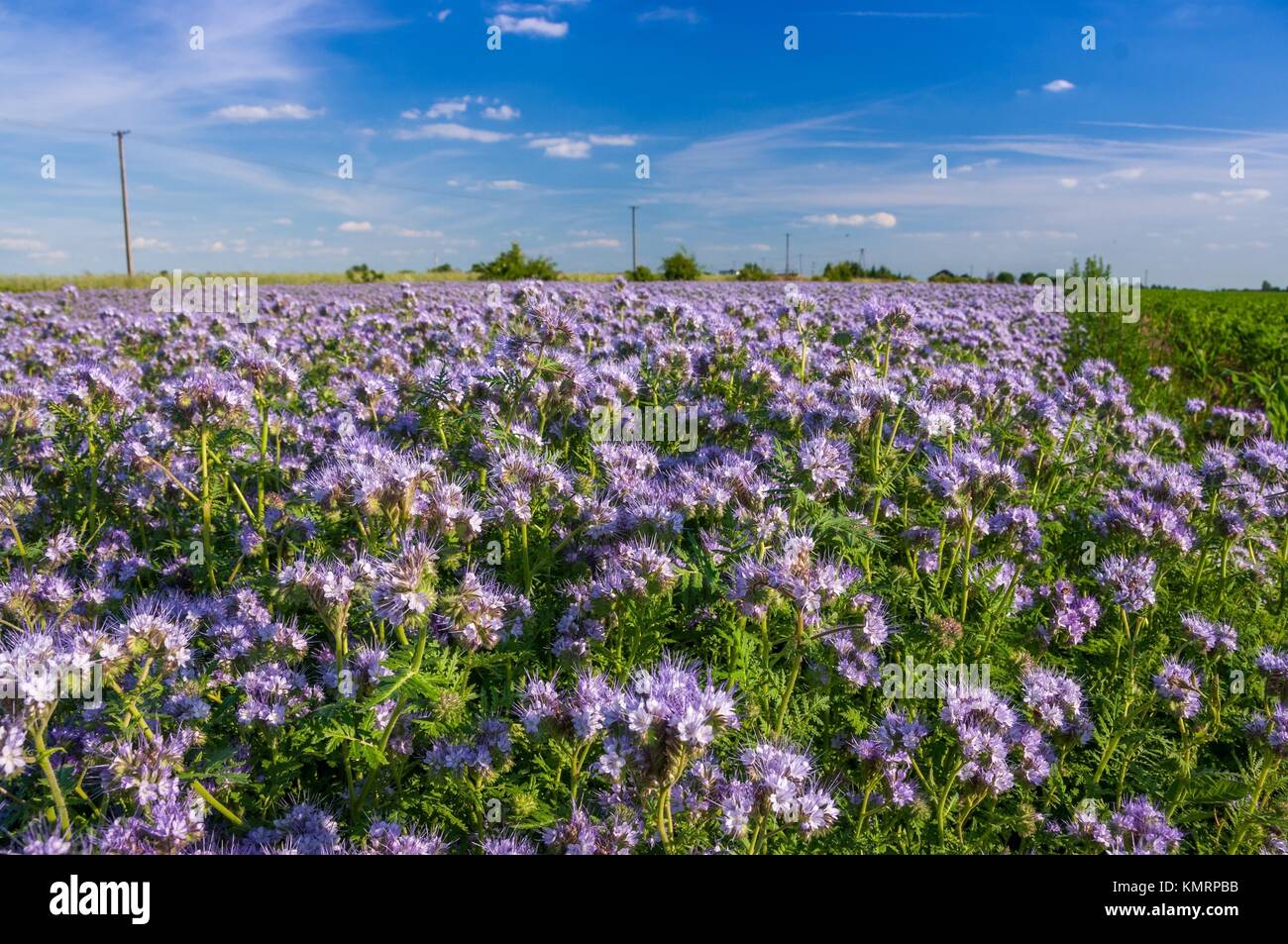 Flora in Poland Stock Photo - Alamy