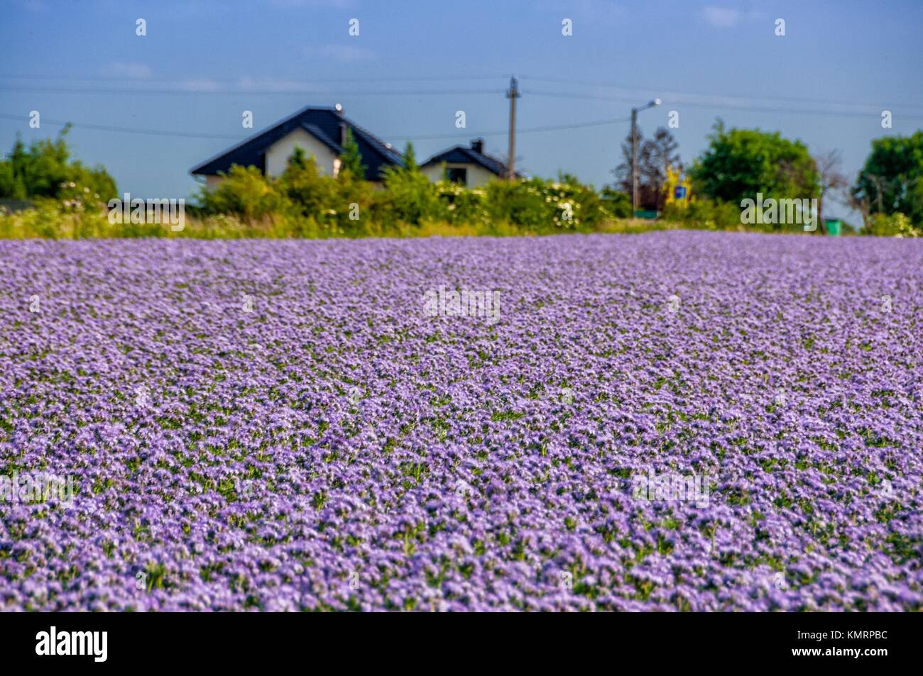 Flora in Poland Stock Photo - Alamy