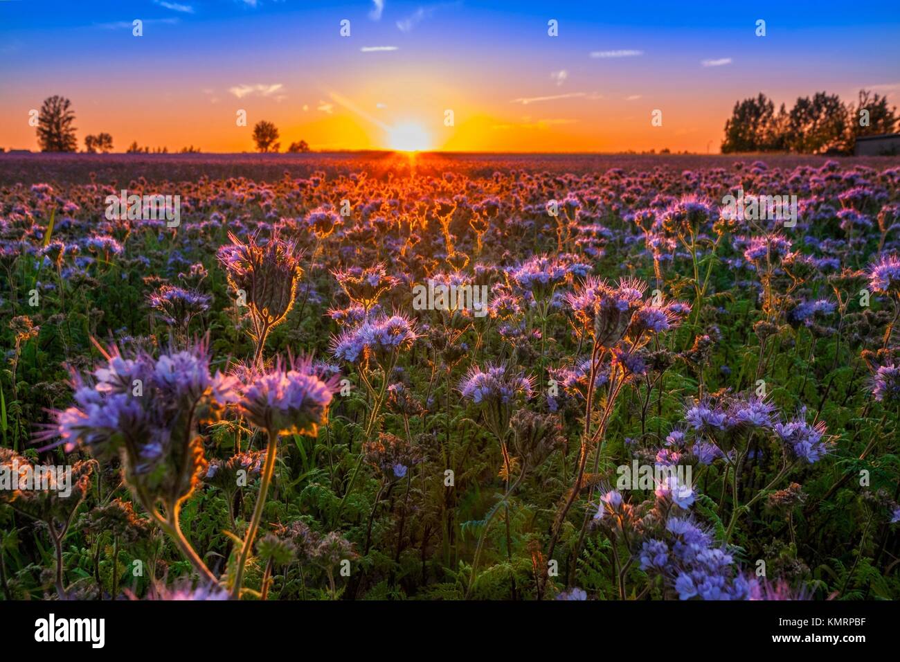 Flora in Poland Stock Photo - Alamy