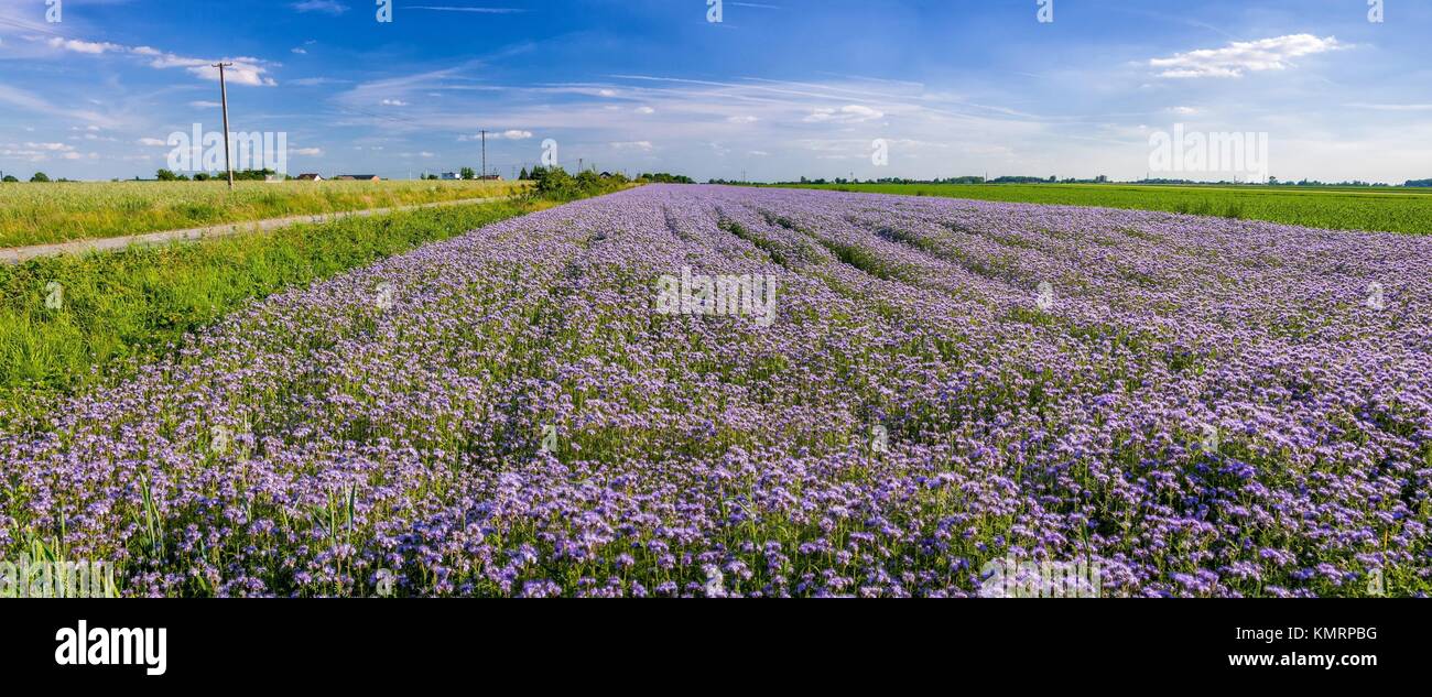 Flora in Poland Stock Photo - Alamy