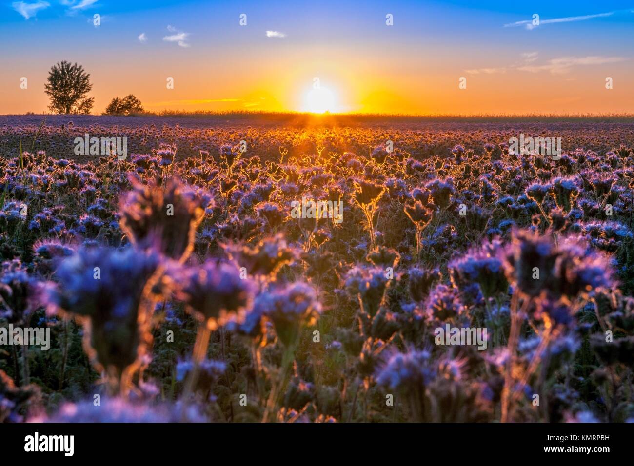 Flora in Poland Stock Photo - Alamy
