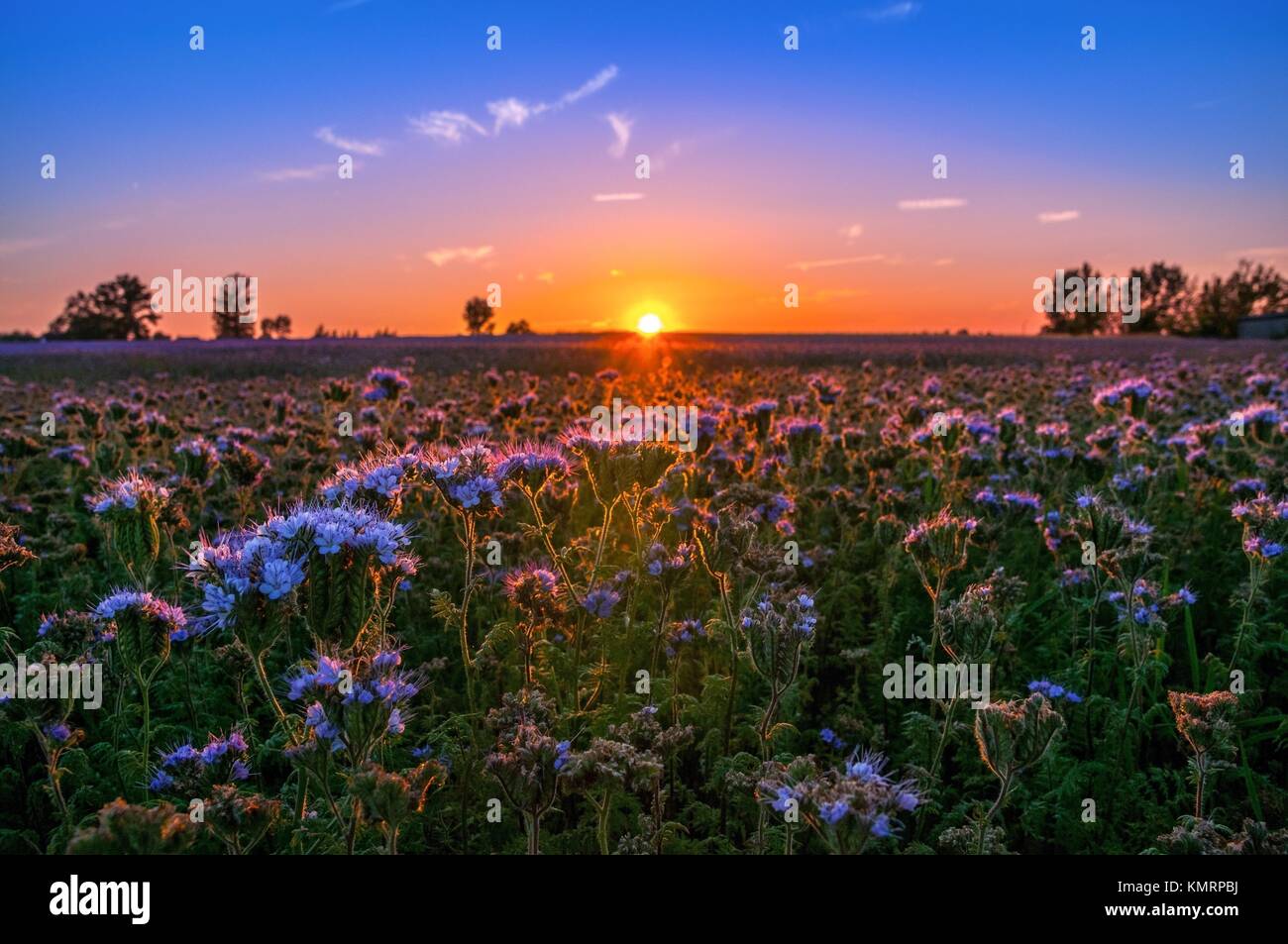 Flora in Poland Stock Photo - Alamy