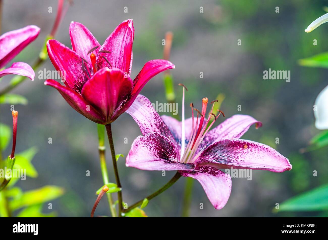 Flora in Poland Stock Photo - Alamy
