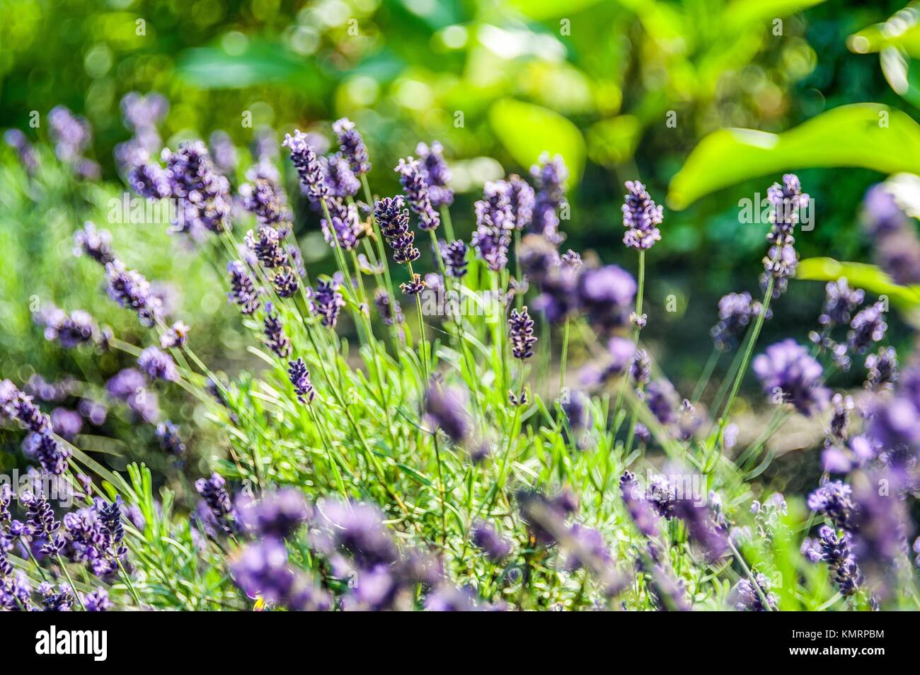 Flora in Poland Stock Photo - Alamy