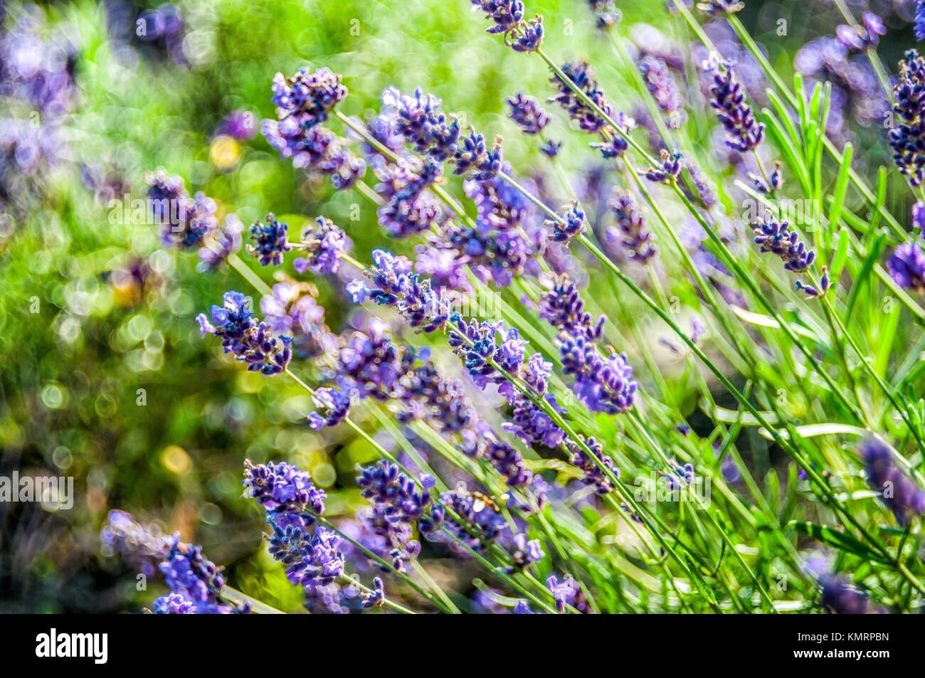 Flora in Poland Stock Photo - Alamy