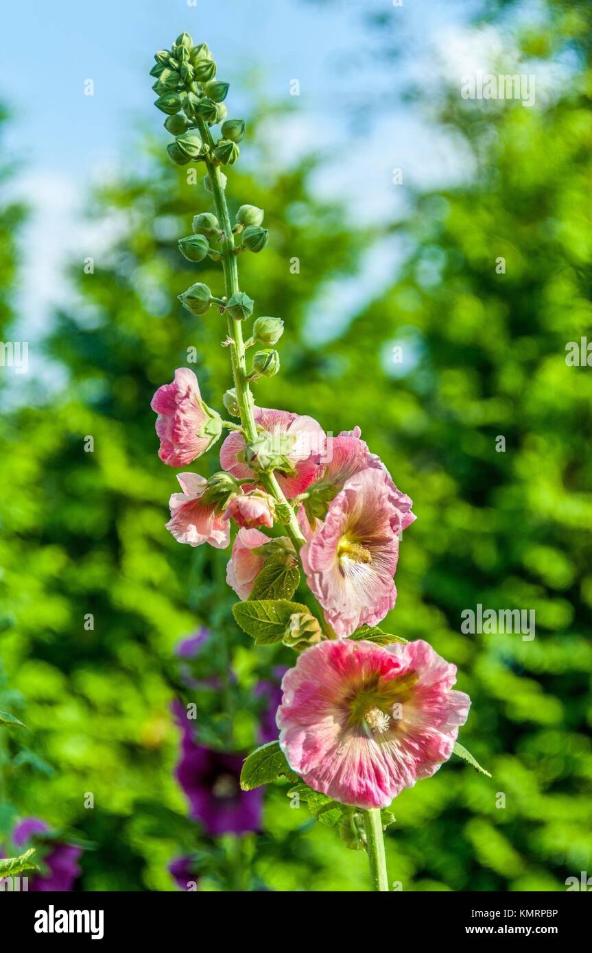 Flora in Poland Stock Photo - Alamy
