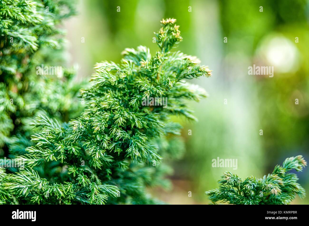 Flora in Poland Stock Photo - Alamy