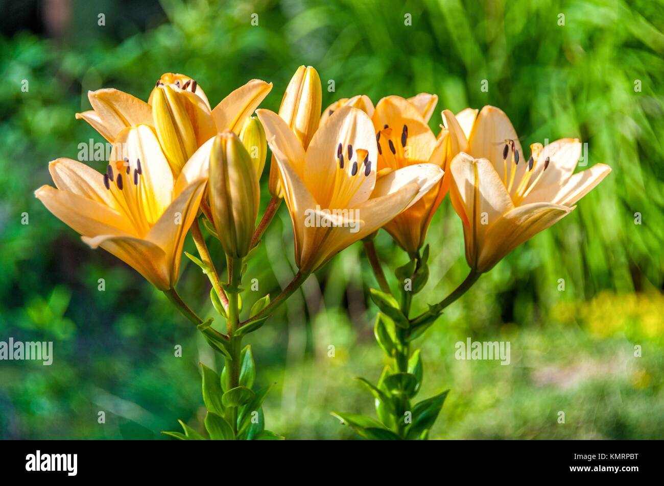 Flora in Poland Stock Photo - Alamy
