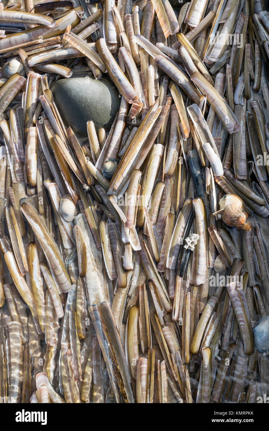 Curved Razor shells Ensis ensis Stock Photo - Alamy