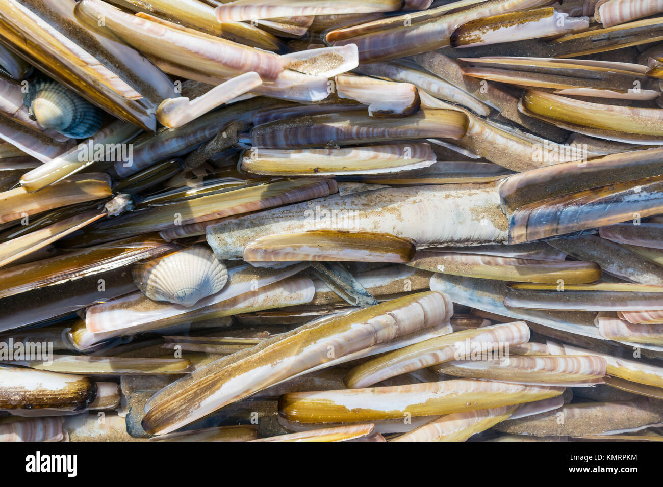 Curved razor shell hi-res stock photography and images - Alamy