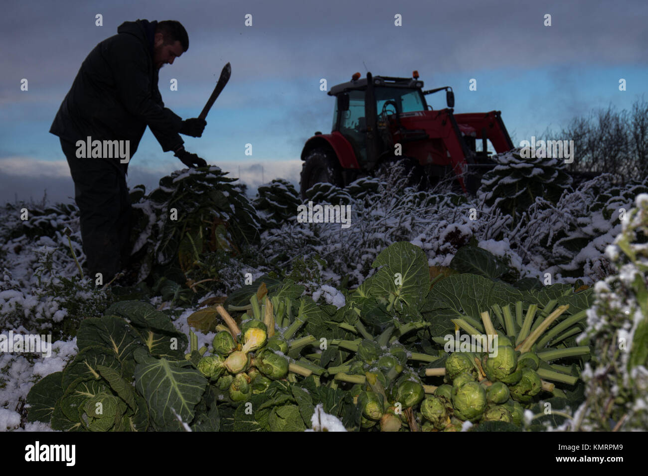 Josh Clewley harvests Brussels sprouts at Essington Farm in ...
