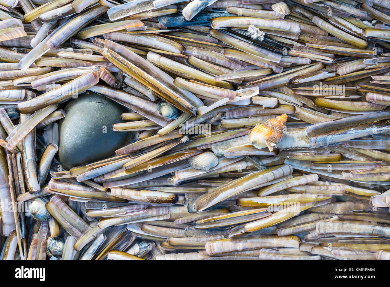 Curved razor shell hi-res stock photography and images - Alamy