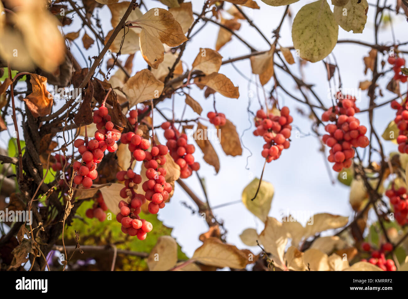 Branch of chinese magnolia vine berries Stock Photo - Alamy