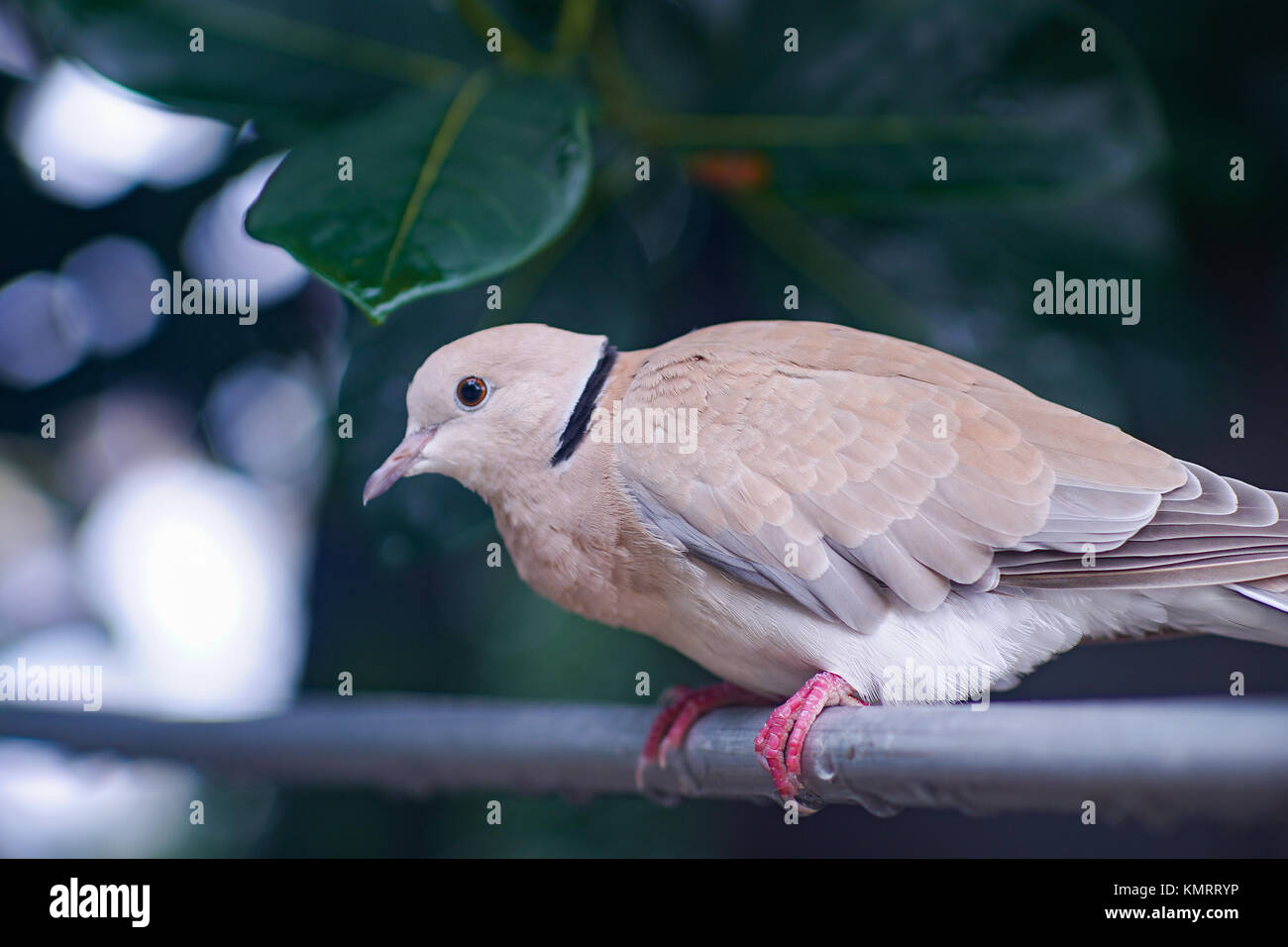 dove is sitting Stock Photo - Alamy