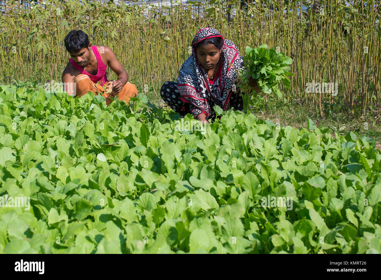A vegetables farmer and his husband caring for their vegetable garden ...