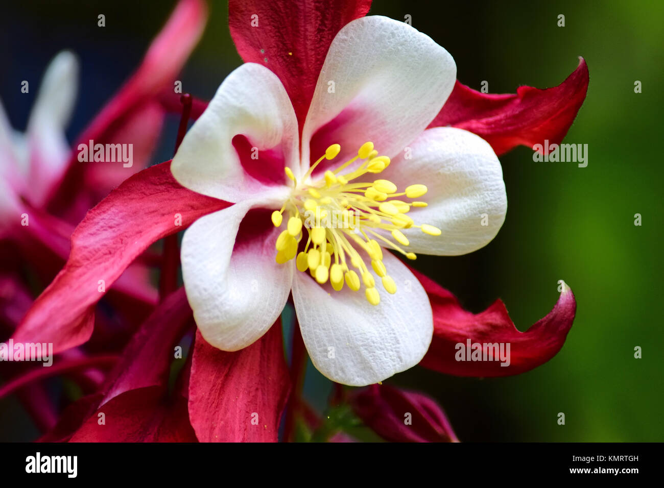 Red and white aquilegia flowers Stock Photo - Alamy