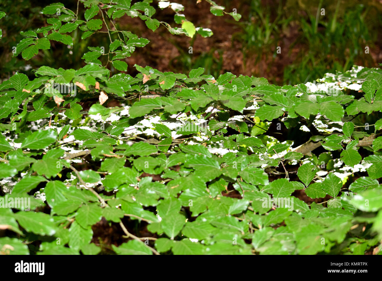 Beech tree foliage Stock Photo - Alamy