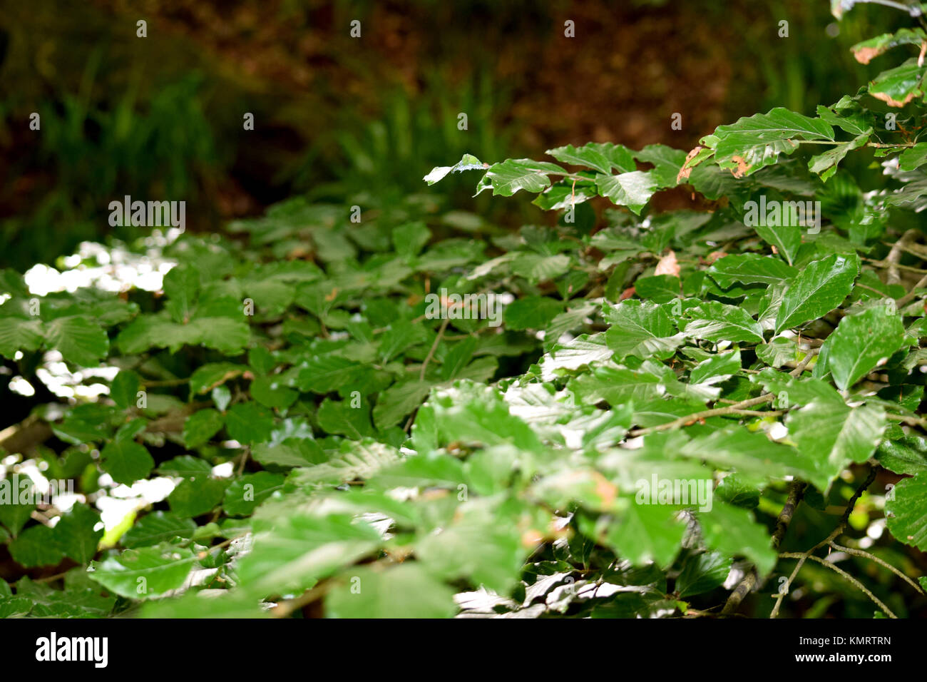 Beech tree foliage Stock Photo - Alamy