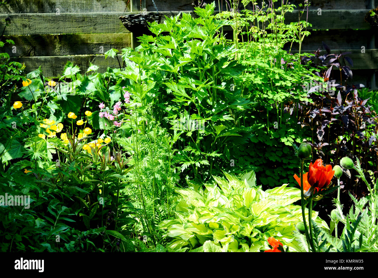 Scottish country garden in Spring sunshine Stock Photo - Alamy