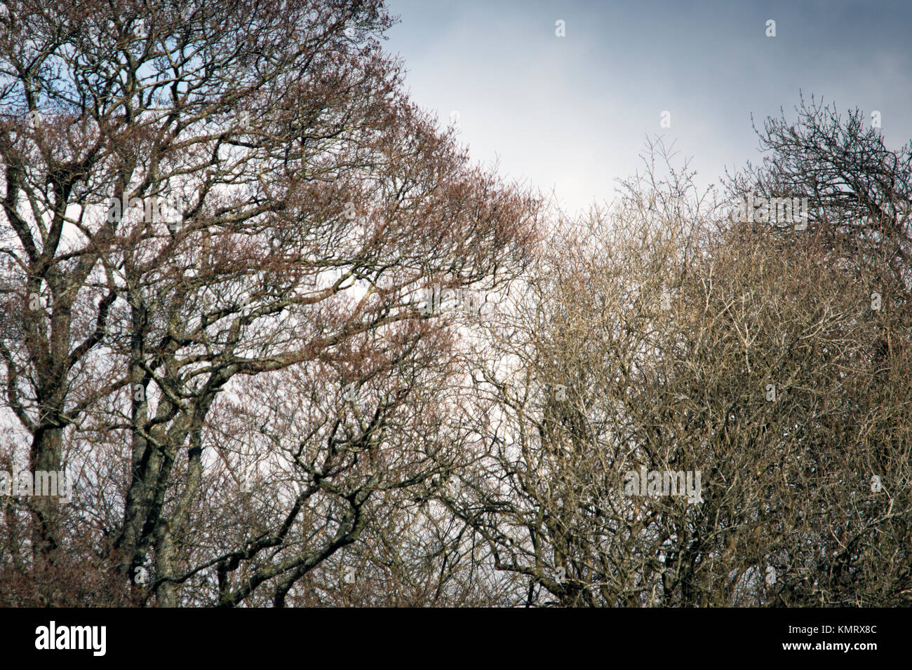 Bare branches of deciduous tress early spring Stock Photo - Alamy