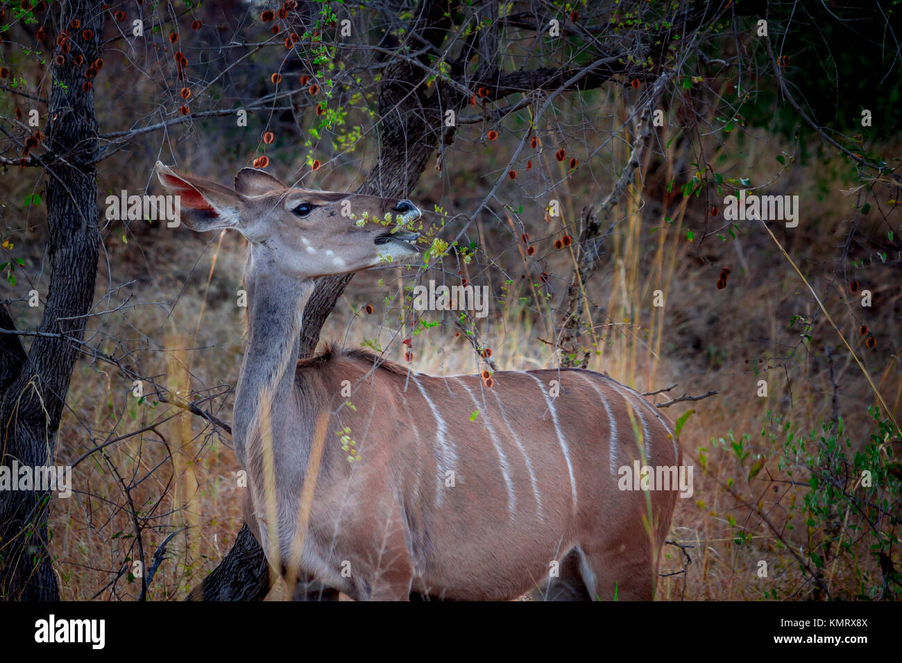 Nyala eating hi-res stock photography and images - Alamy
