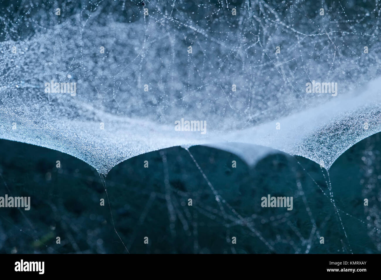 Platform Hammock Spider sheet web structure with dew Neriene peltata ...