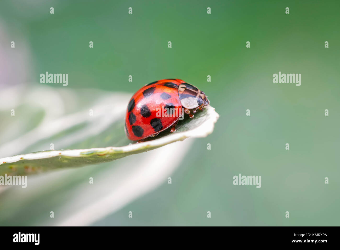 Adult ladybird hi-res stock photography and images - Alamy