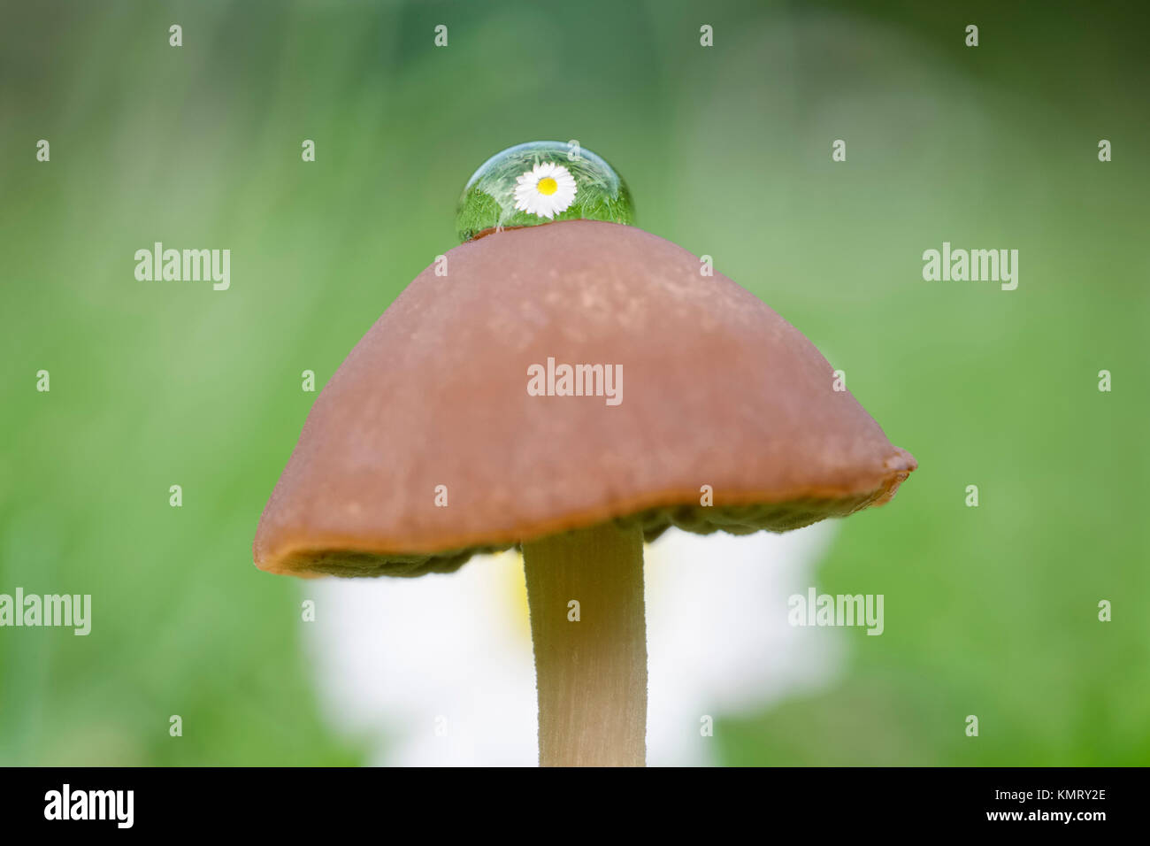 Water drop on toadstool with reflection of daisy flower Stock Photo - Alamy