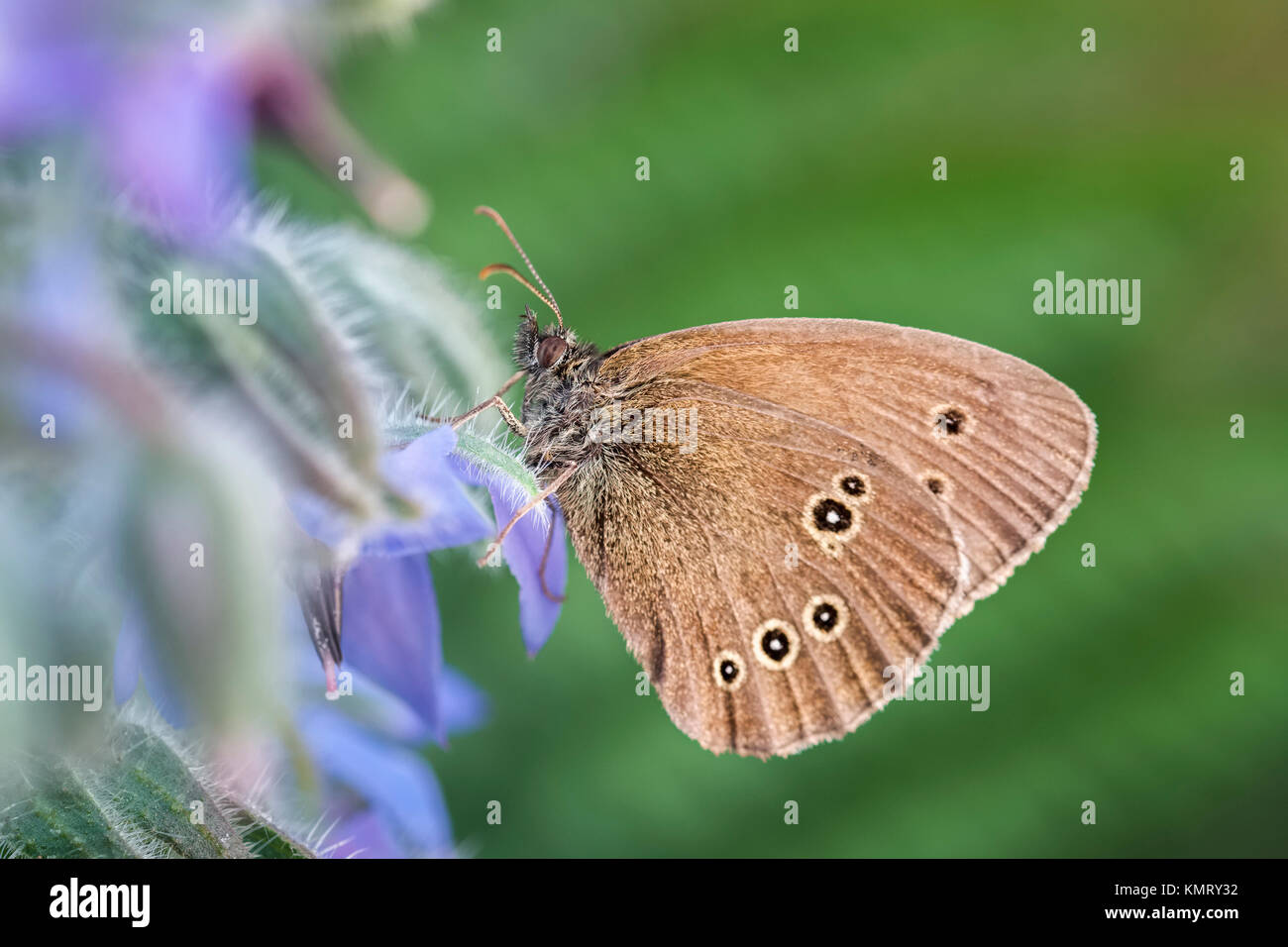 Ringlet Butterfly Aphantopus hyperantus Stock Photo - Alamy