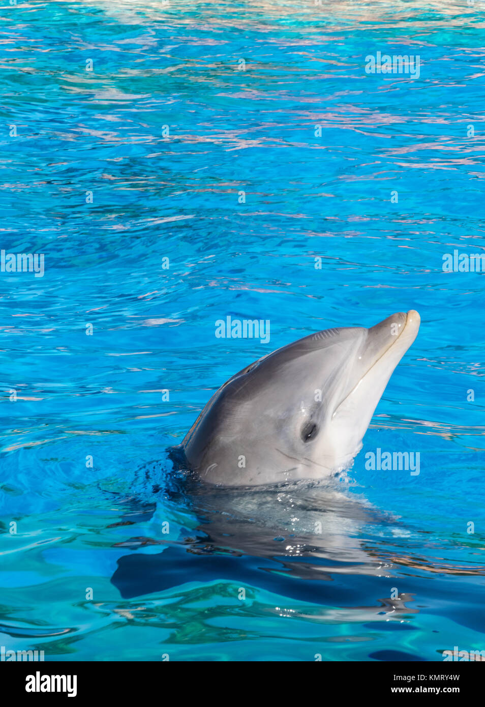 Social Dolphin High Resolution Stock Photography and Images - Alamy