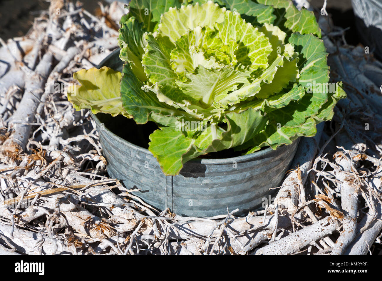 decoration with ornamental cabbage in metal flowerpot with small wooden ...