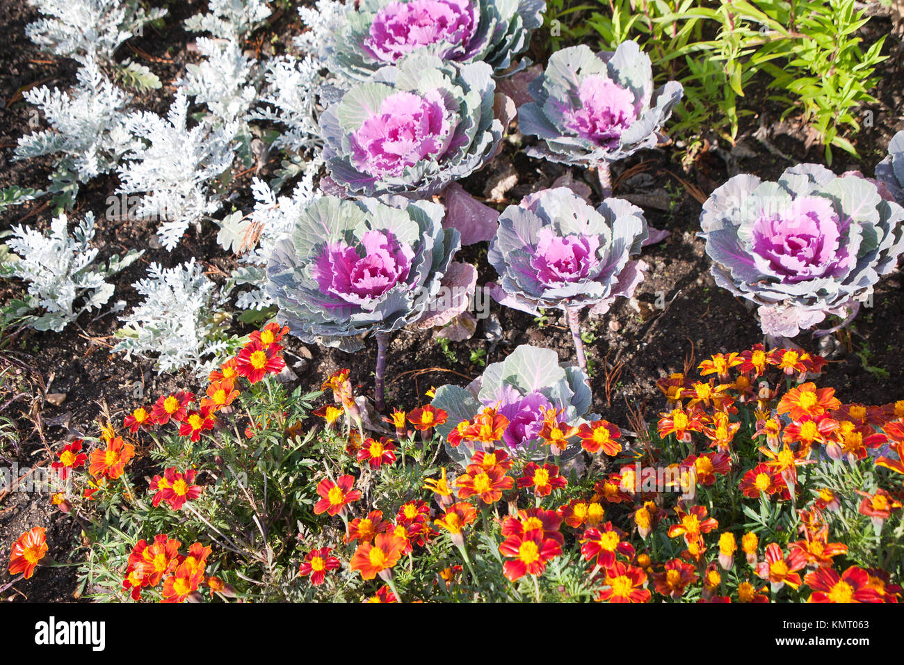 okrasné zelí / Brassica oleracea / decorative fall kale cabbage ...
