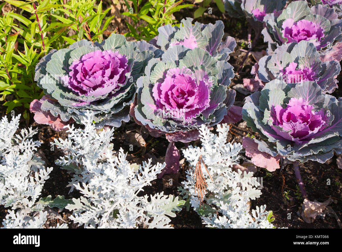 okrasné zelí / Brassica oleracea / decorative fall kale cabbage ...