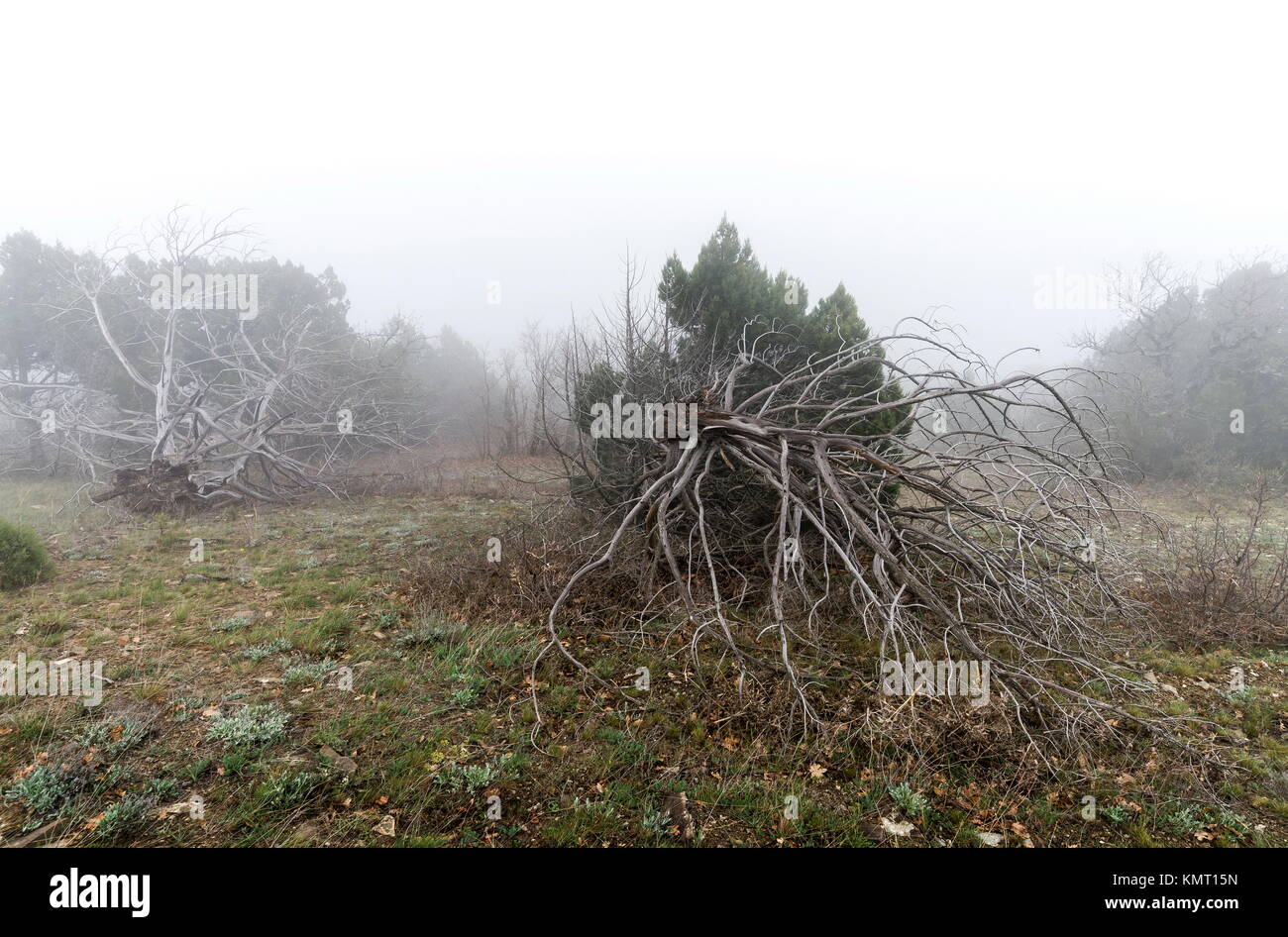 Dead trees in the fog. Scary mystical landscape Stock Photo - Alamy