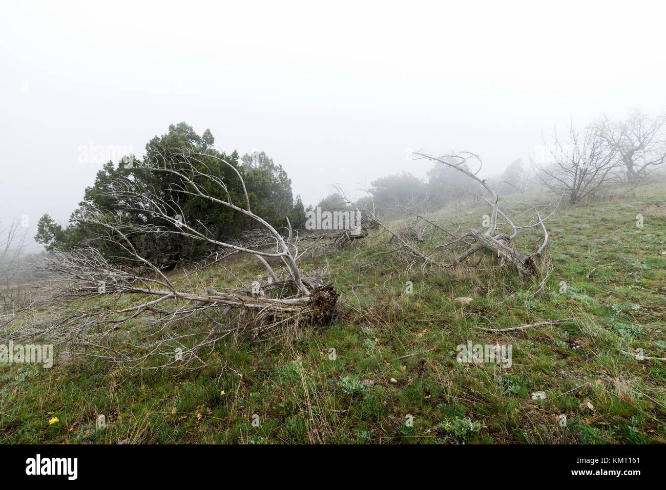 Dead trees in the fog. Scary mystical landscape Stock Photo - Alamy