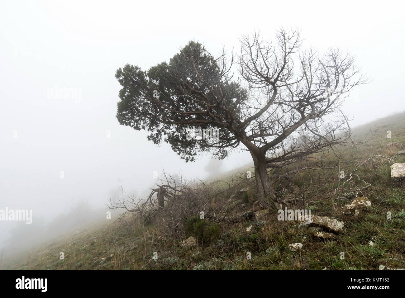 Dead trees in the fog. Scary mystical landscape Stock Photo - Alamy
