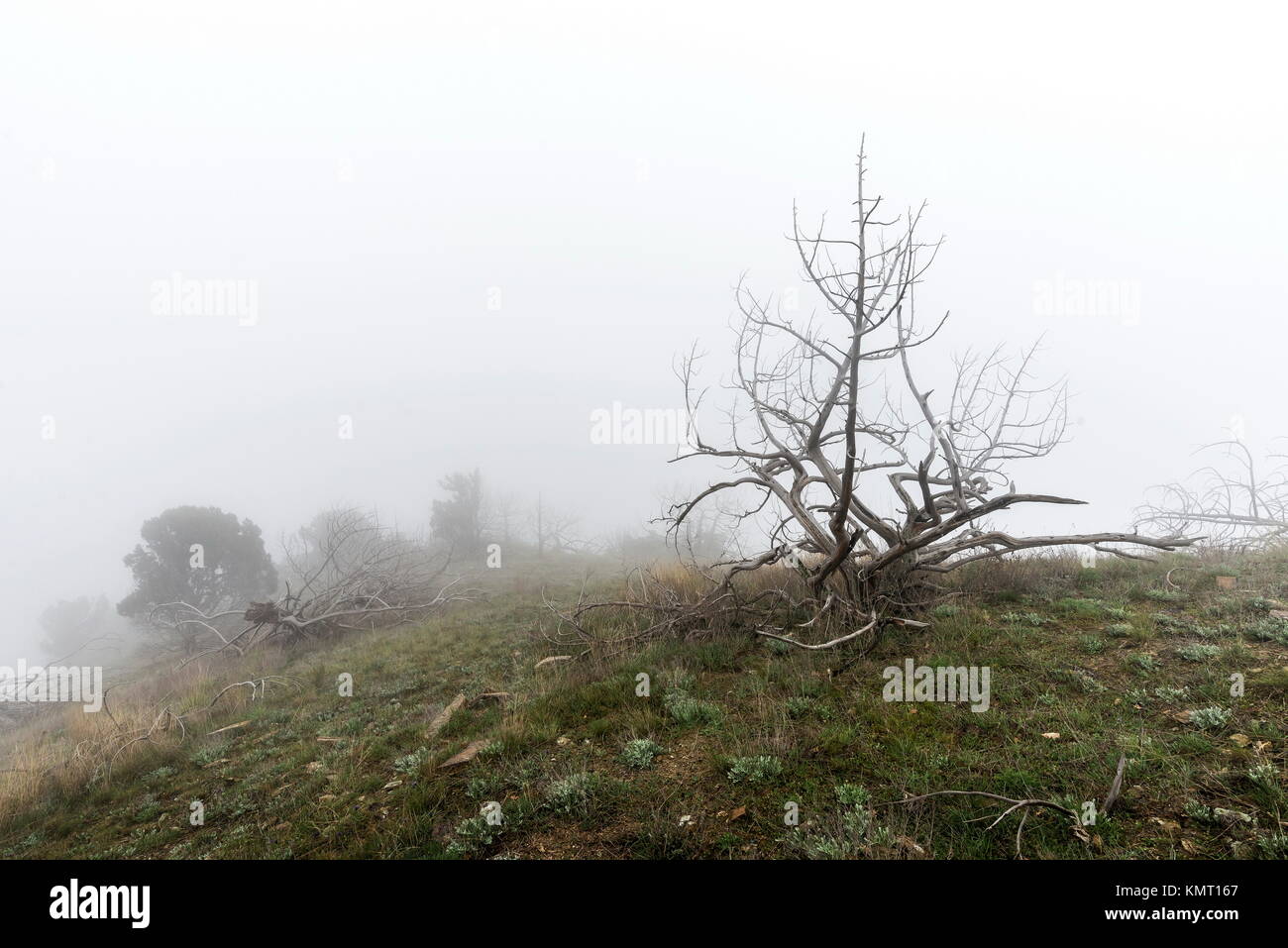 Dead trees in the fog. Scary mystical landscape Stock Photo - Alamy