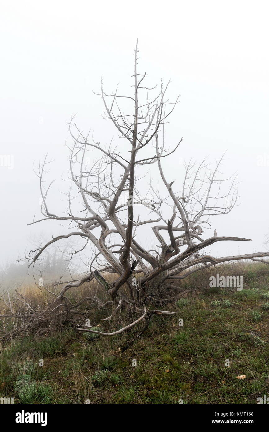 Dead trees in the fog. Scary mystical landscape Stock Photo - Alamy